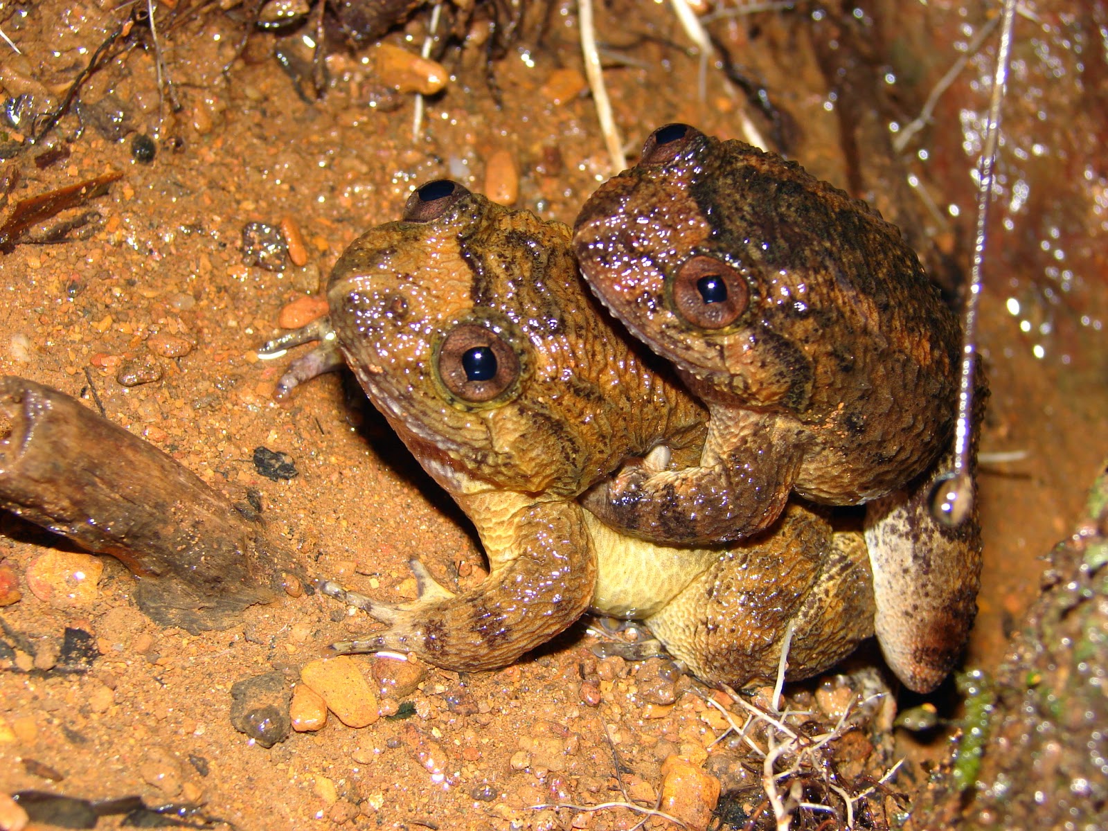 Species New to Science: [Herpetology • 2014] Nyctibatrachus kumbara ...