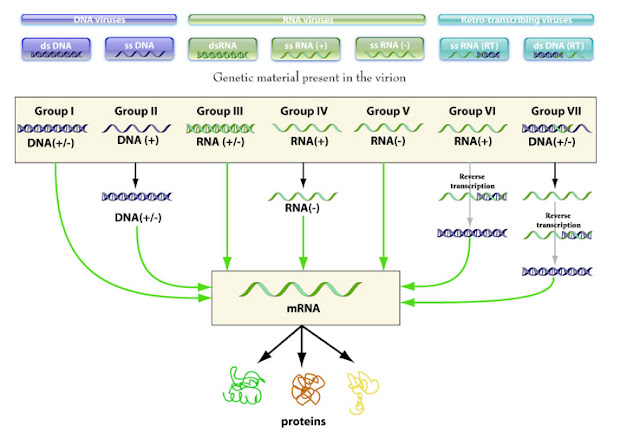 Medical Microbiology: Evolution of virus- Is it fitting right?