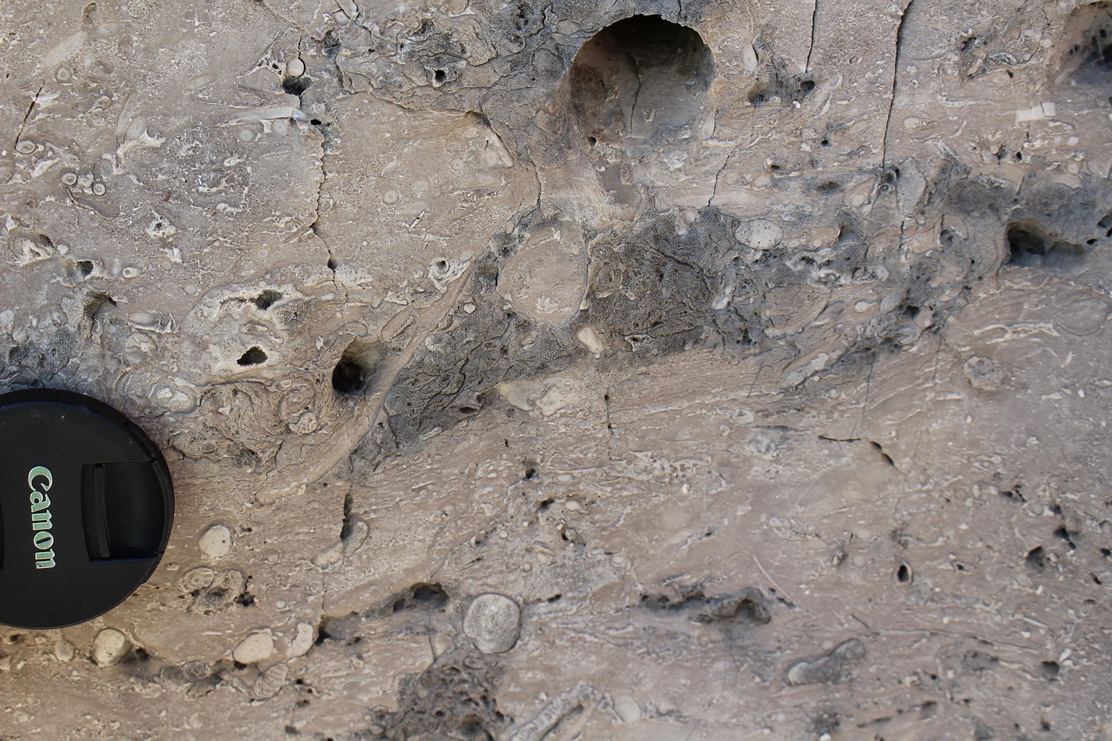 Finding Fossils...: The Permian Capitan Reef