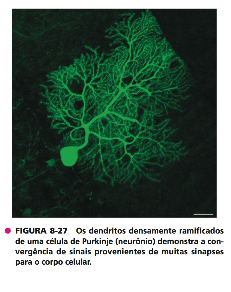 Os dendritos densamente ramificados de uma célula de Purkinje (neurônio ...