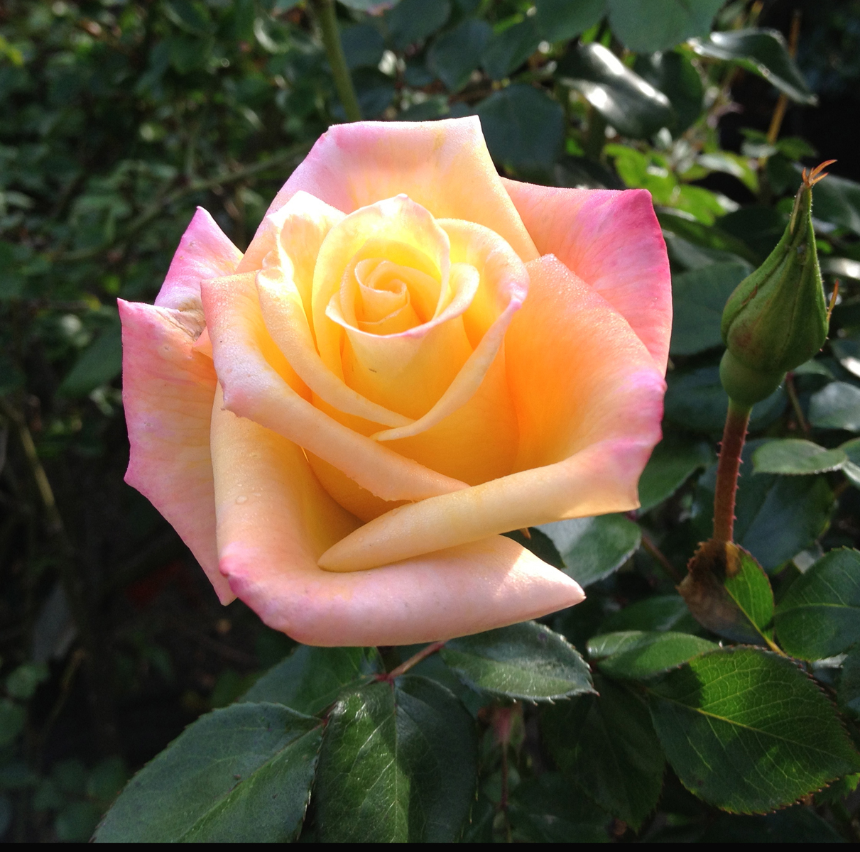 Rose Hybridizing: Same Rose, Inside and Out