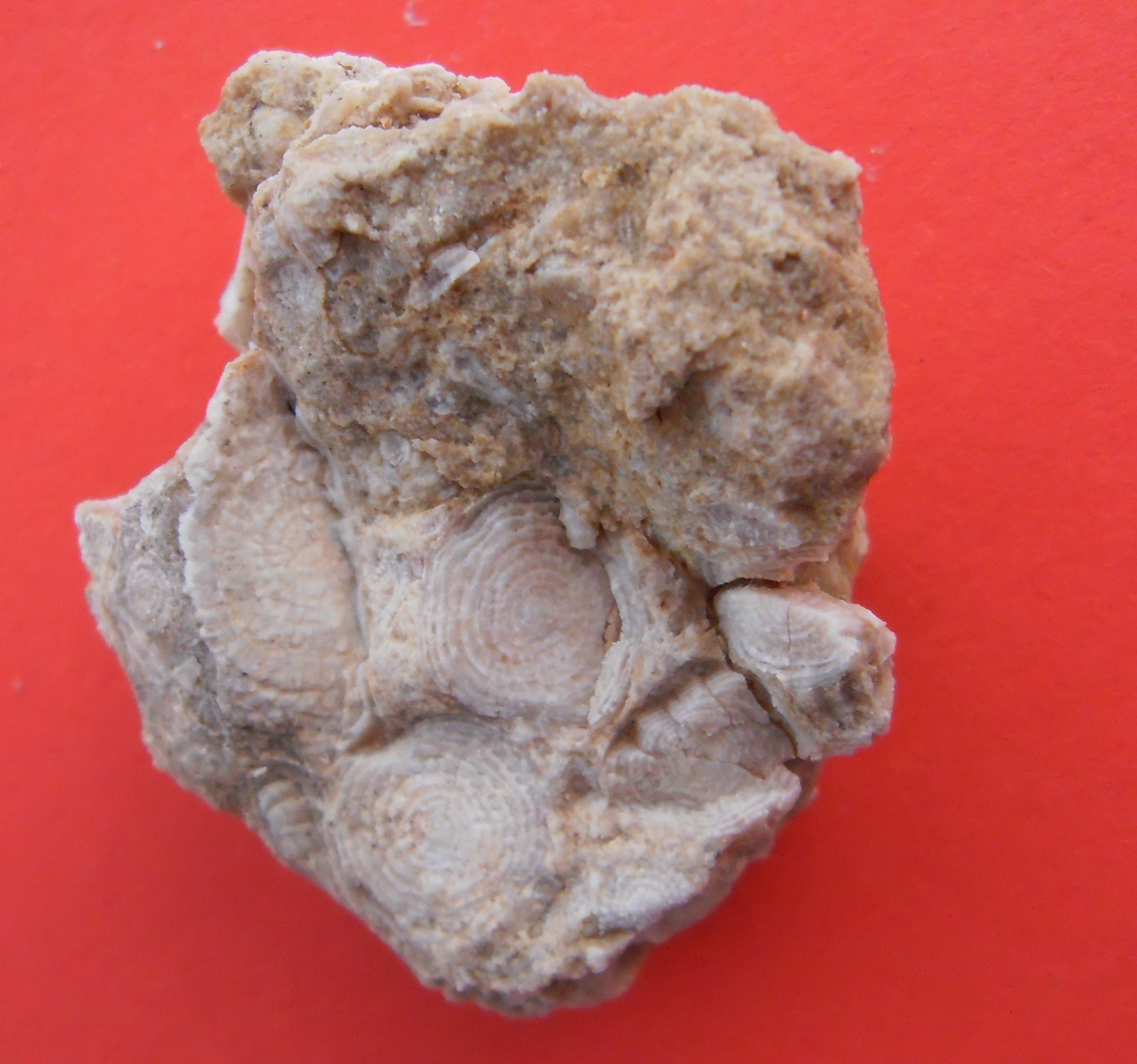 Fossil corals: Fossil corals: Foraminifera Nummulites