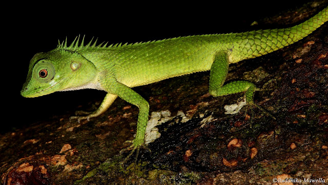 Lanka Nature Summary: Whistling lizard (Calotes liolepis)