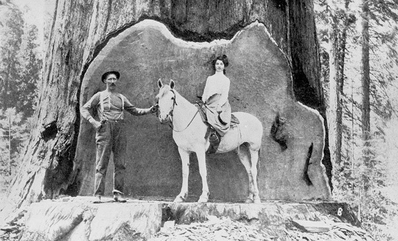 20 Vintage Photos of Lumberjacks Who Felled Big Trees Using Only Hand ...