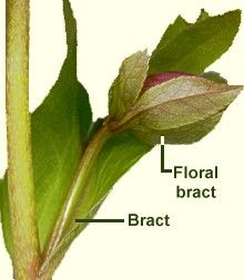 Parts of a Flower: 2016