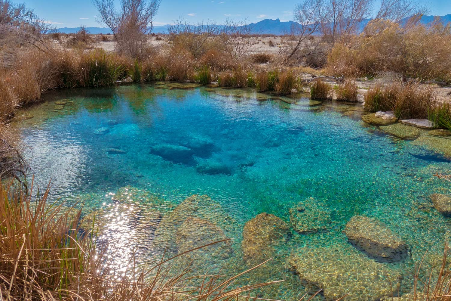 cruisingat60: Ash Meadows