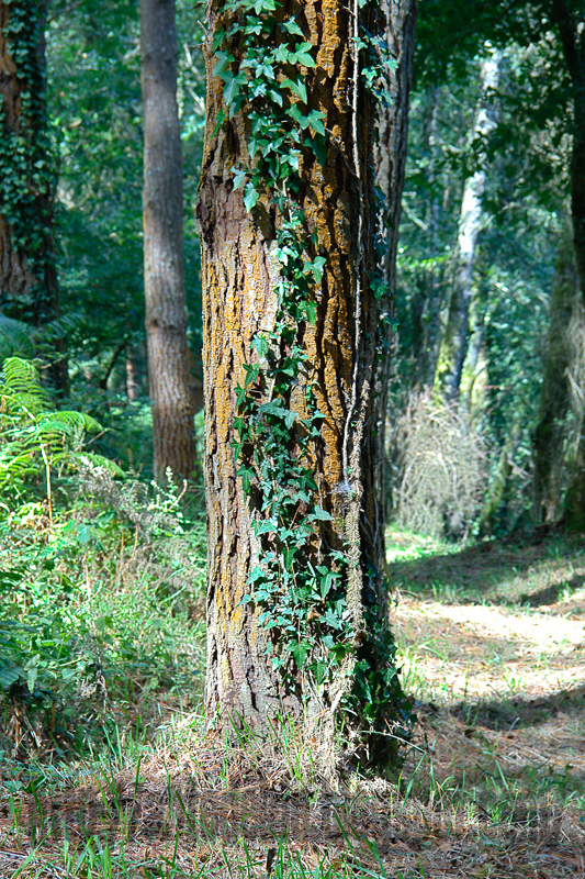 Fotomaniacos: Tronco