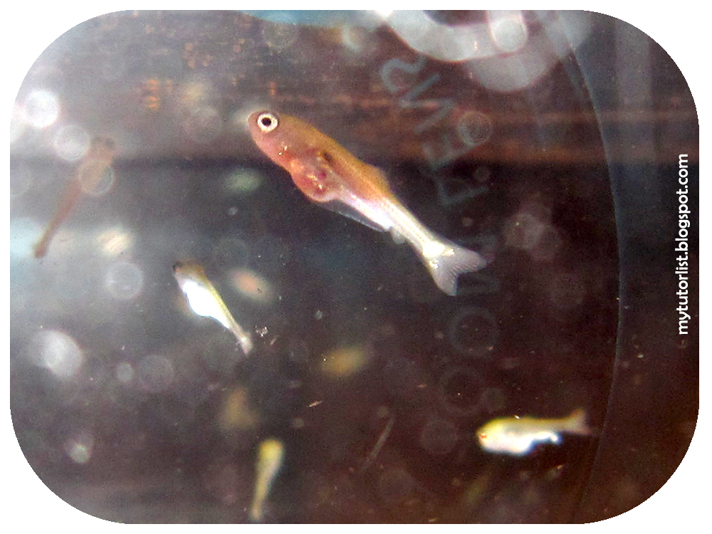 Goldfish Babies Day 24 : Behind Mytutorlist.com