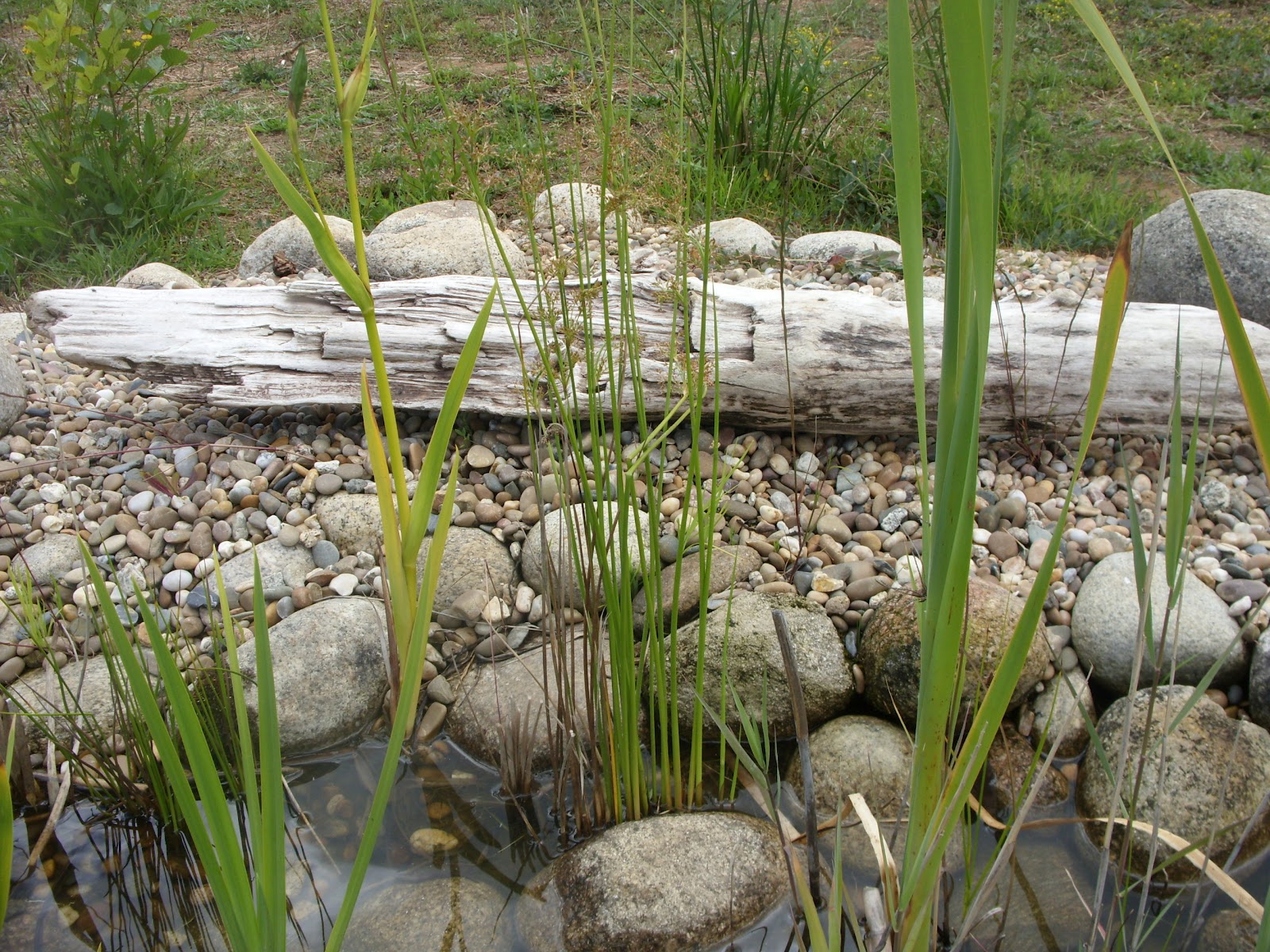 Jardim Autóctone: Construção de um charco/lago