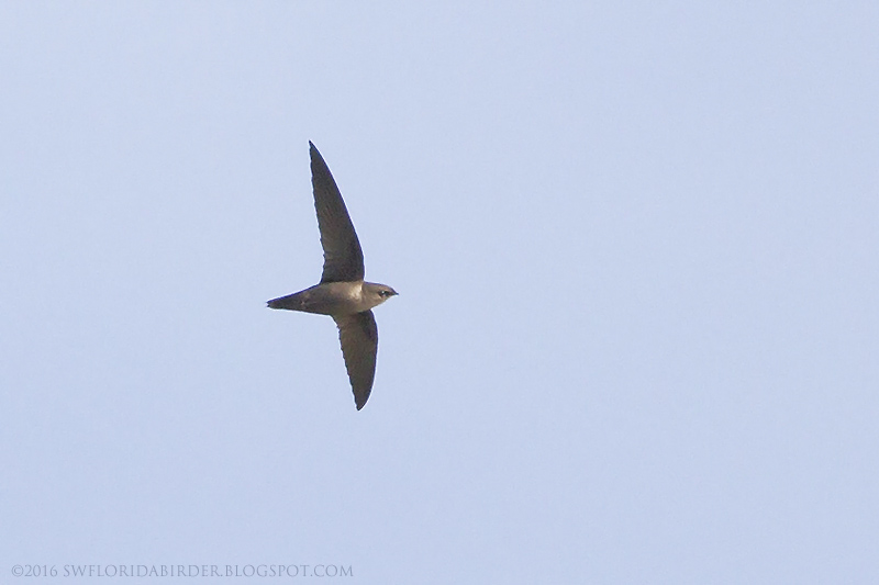 13th Annual Sanibel Lighthouse Hawk Watch | Focusing on Wildlife