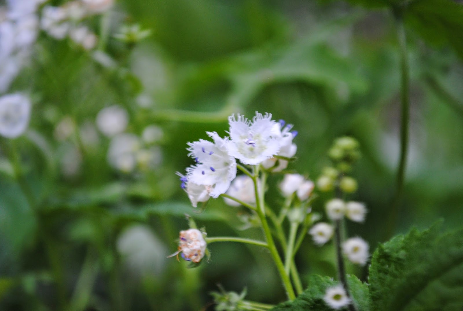 West Virginia Native Wildflowers-The Big Year, 2013: Smoky Mountain ...