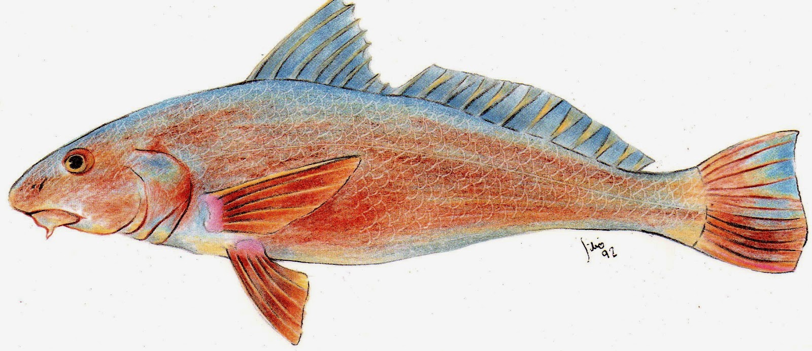 Revista Aruanã Lazer e Esporte no Meio Ambiente: COLEÇÃO ARUANA PEIXES ...