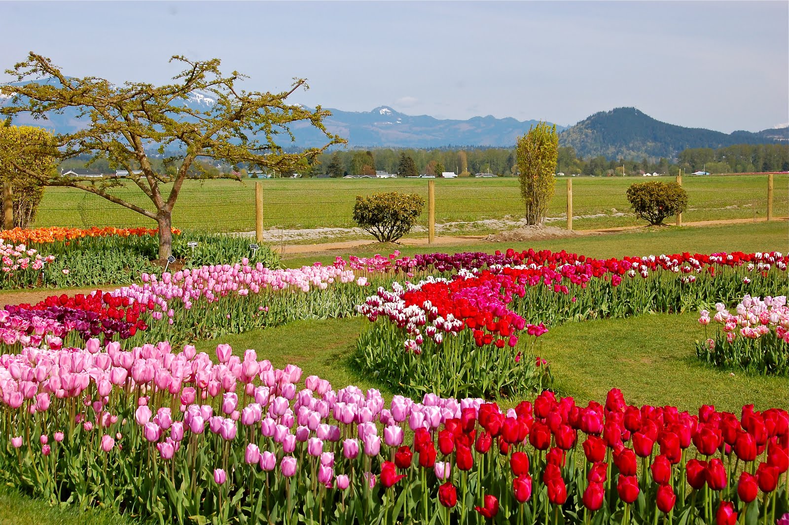 Travels with L (and sometimes Z & F): Roozengaarde, WA