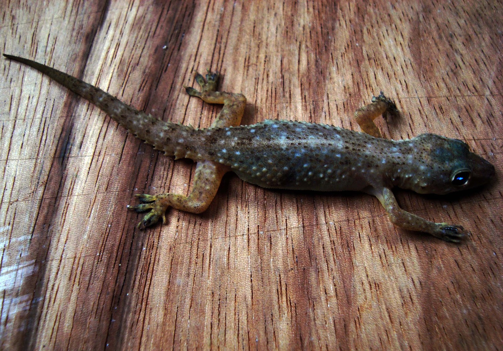 Living with Nature - School on Blog by Dr. Abercio V. Rotor: UST GS ...