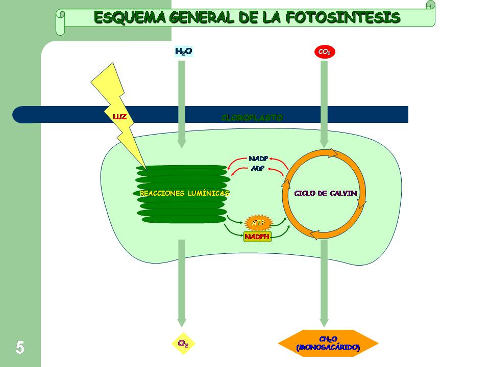 Biologìa: fotosintesis
