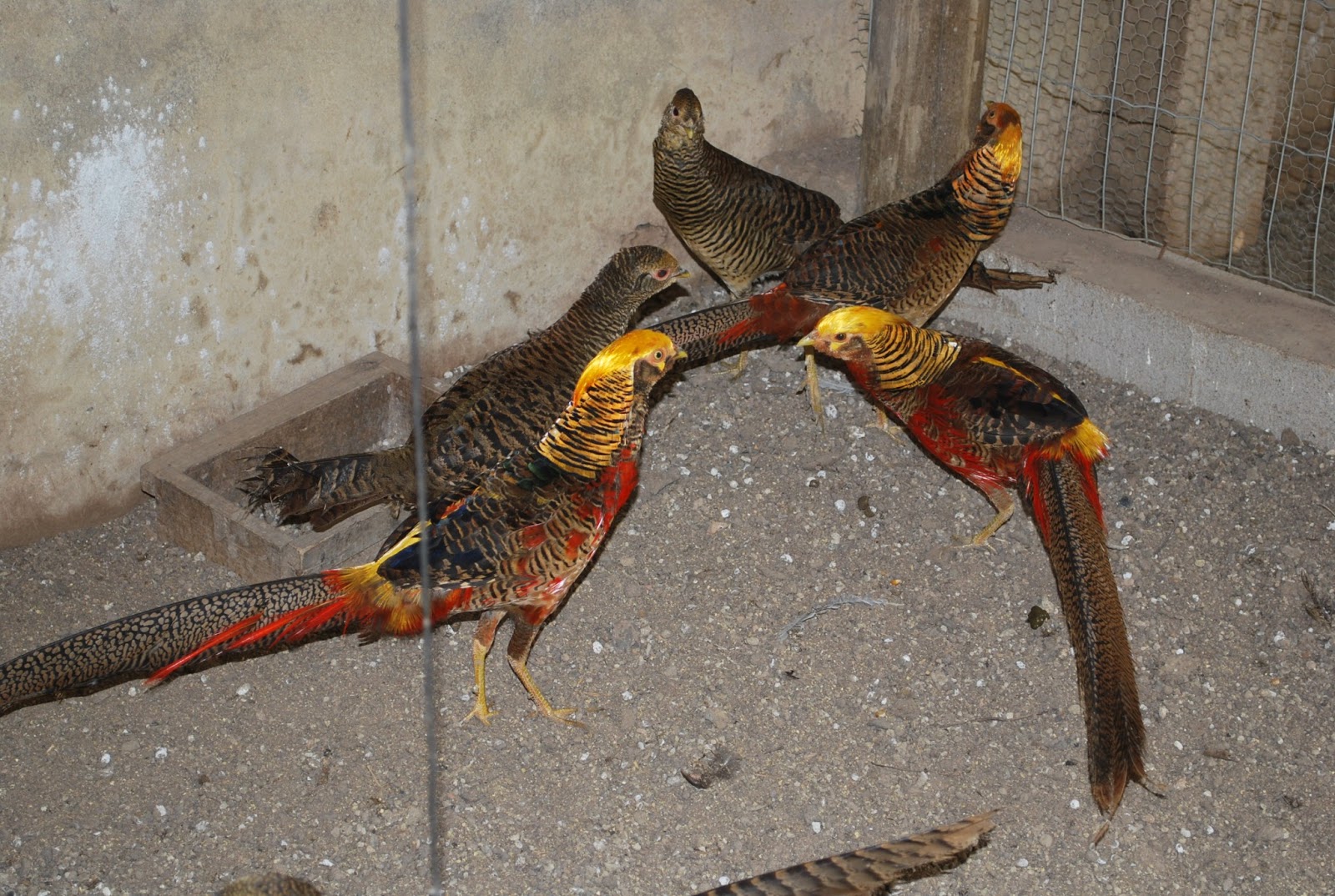 FAZENDA VIRADA: Faisões