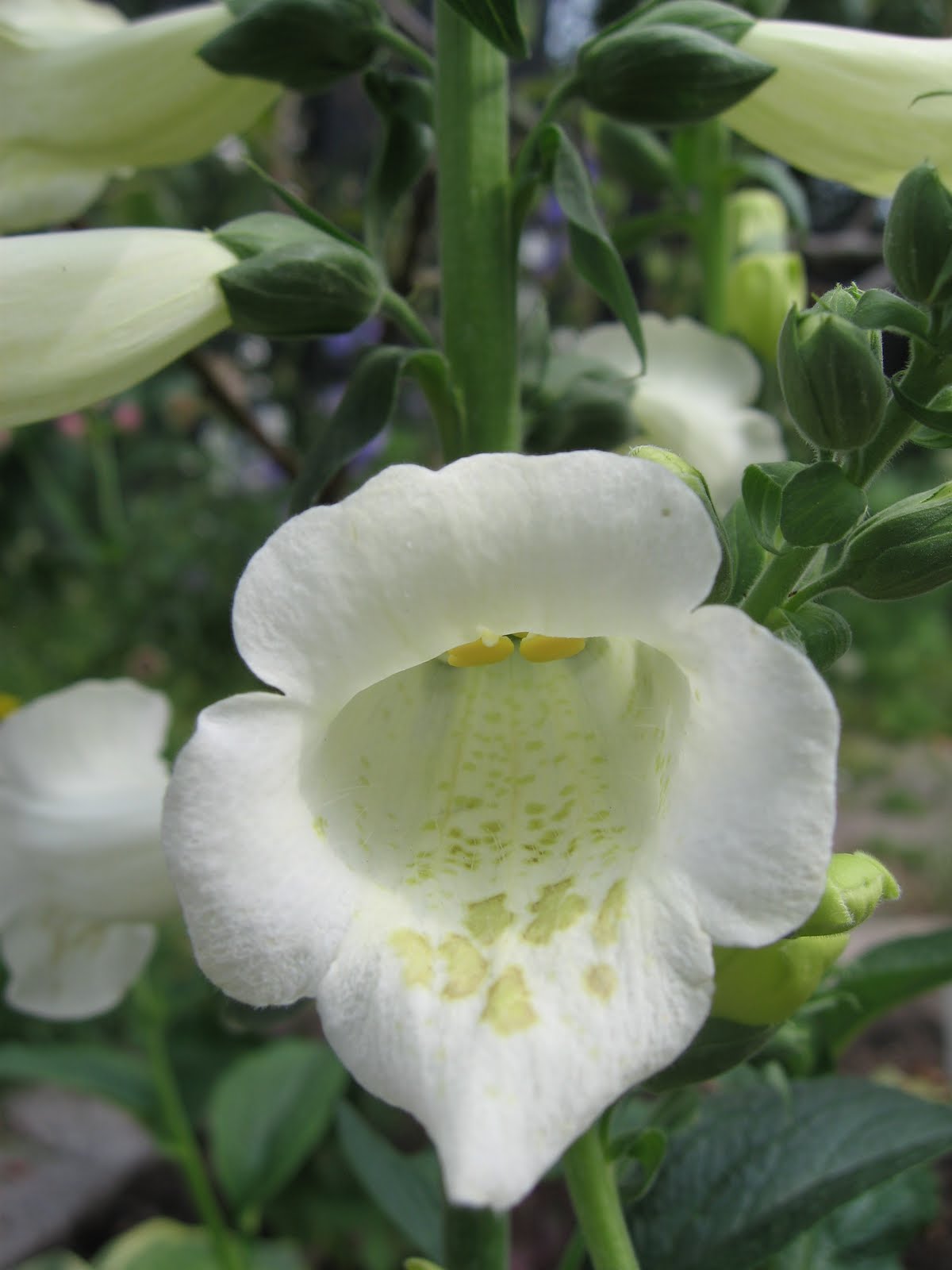 Haven i Bjergene - Signes Vals: Det blev en hvid digitalis