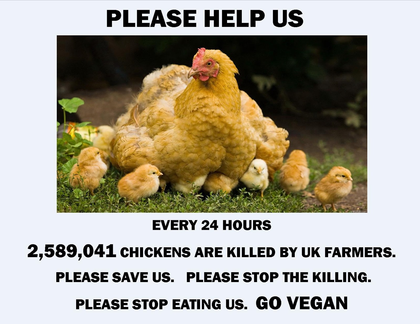 Joy of Vegan: Chicken, duck, Turkey memes to share