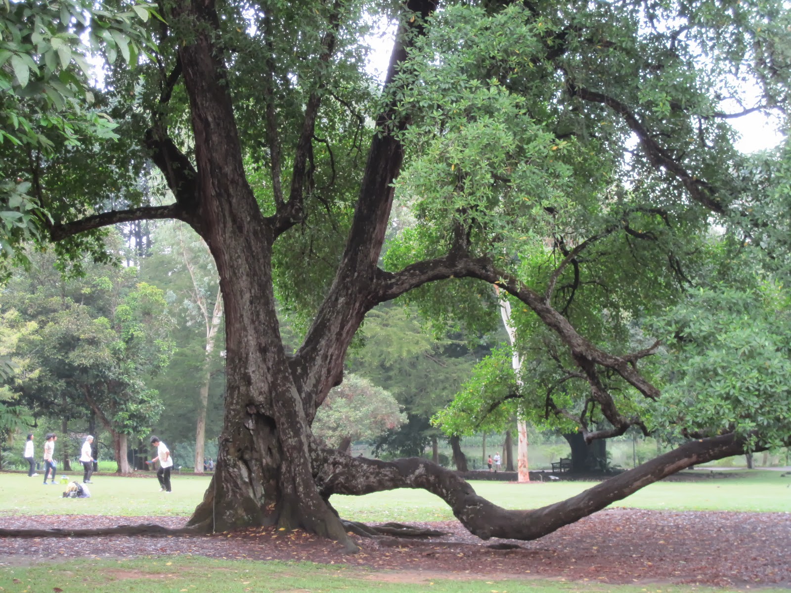 Interesting Green: Too much love for iconic Tembusu trees