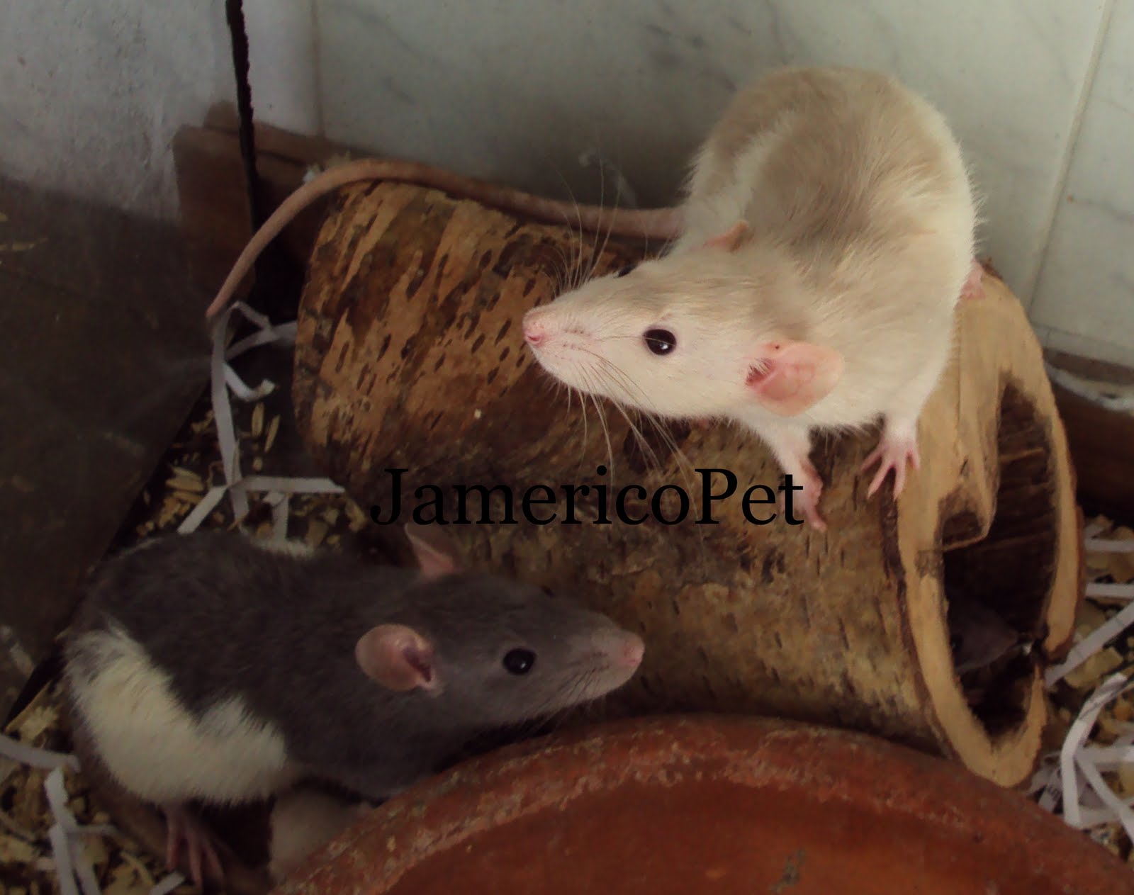 JAMERICO PET: Ratazana Doméstica - Rattus Norvegicus