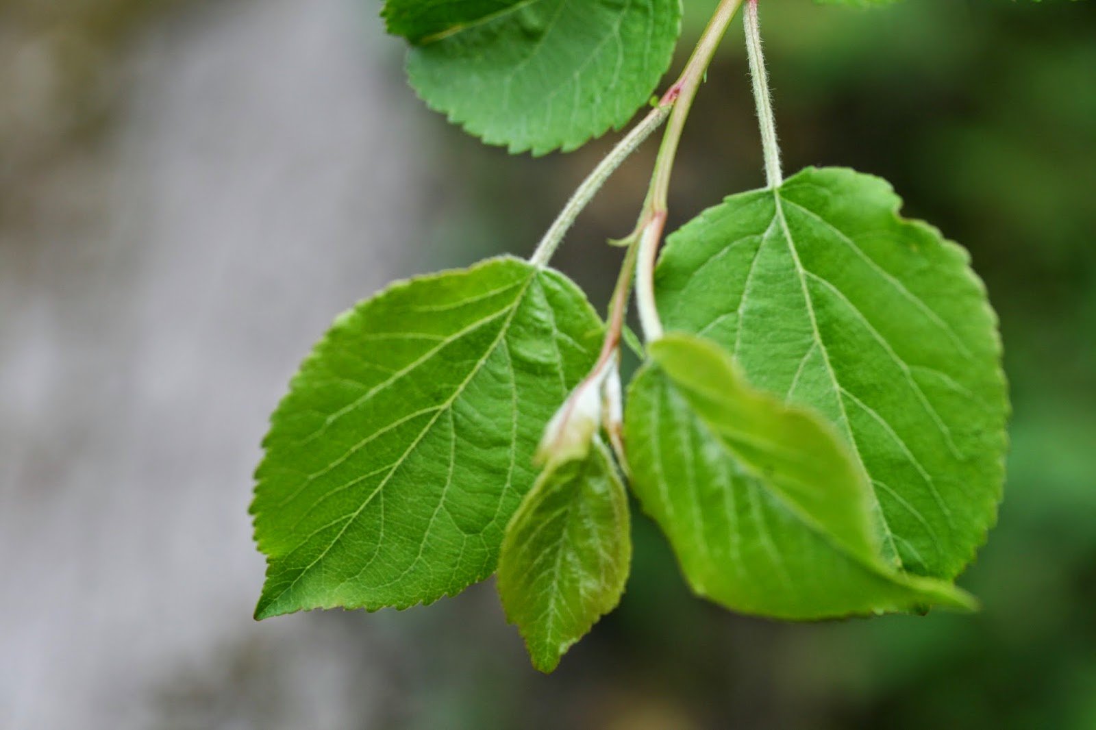 Le biotope du pommier