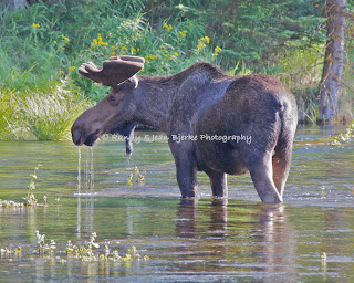 Jean Bjerke's Photo Blog: Moose at Big Springs, Headwaters of Henry's Fork