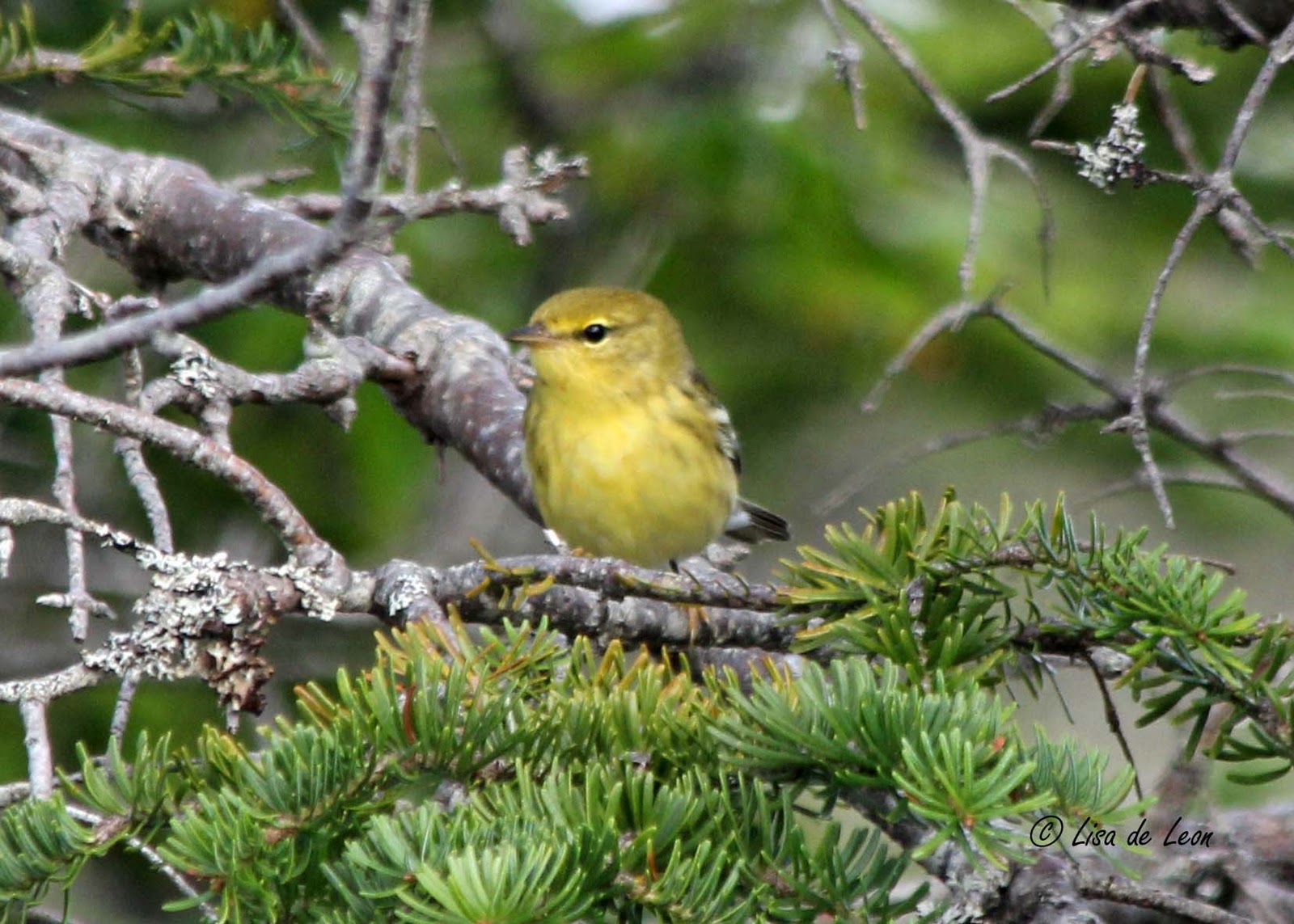 Birding with Lisa de Leon: Fall Blackpoll Warbler