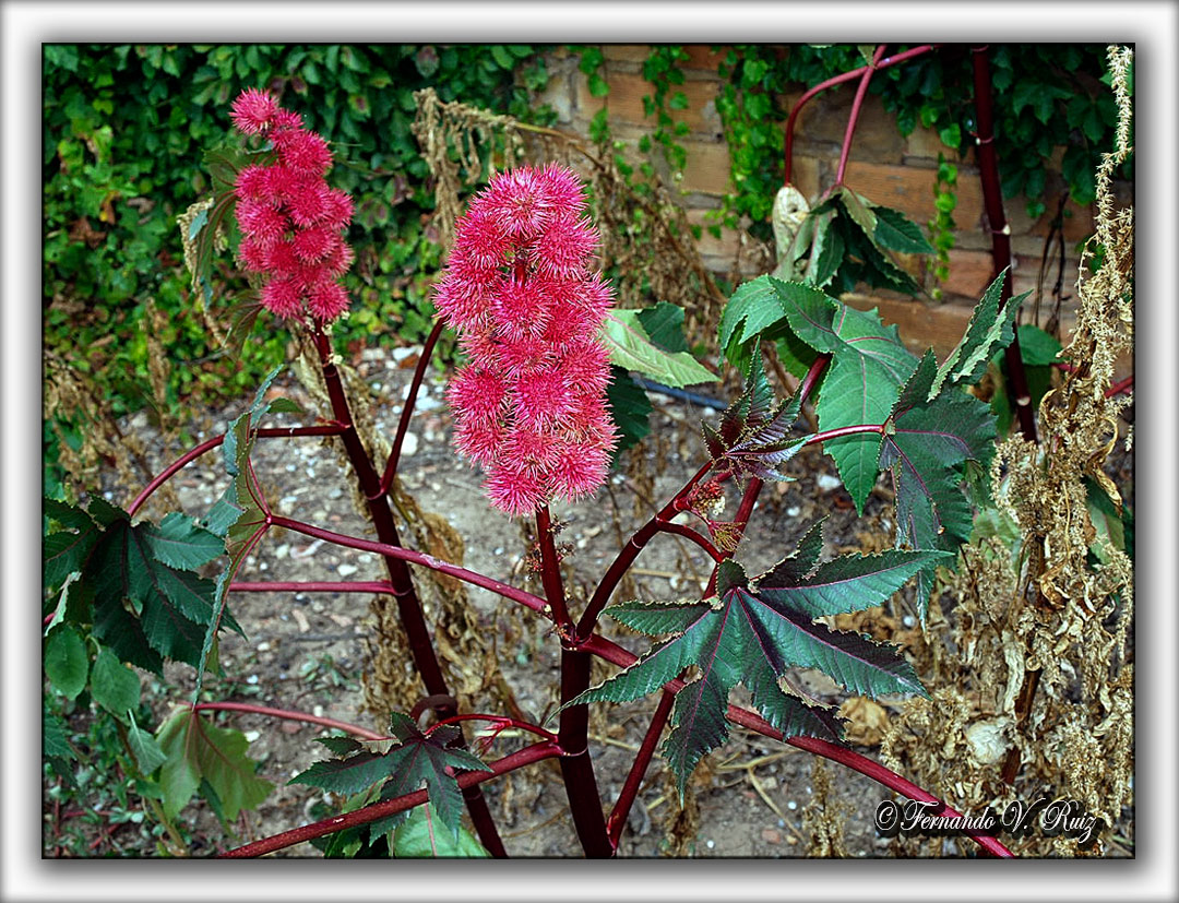 Plantas de La Rioja: Ricinus communis