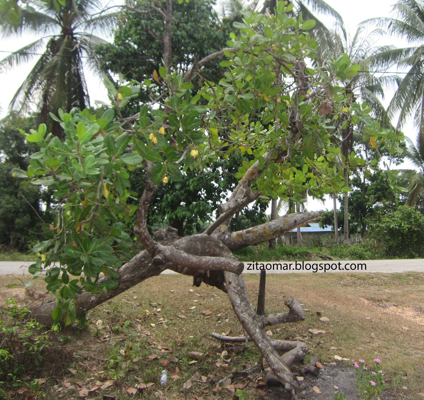 ...SeKaDaR CoReTaN....: JAMBU GOLOK...@ GAJUS...