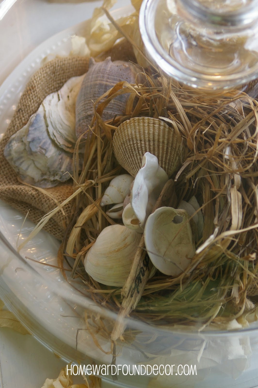 5 Ideas for Seashell Displays homeward found decor