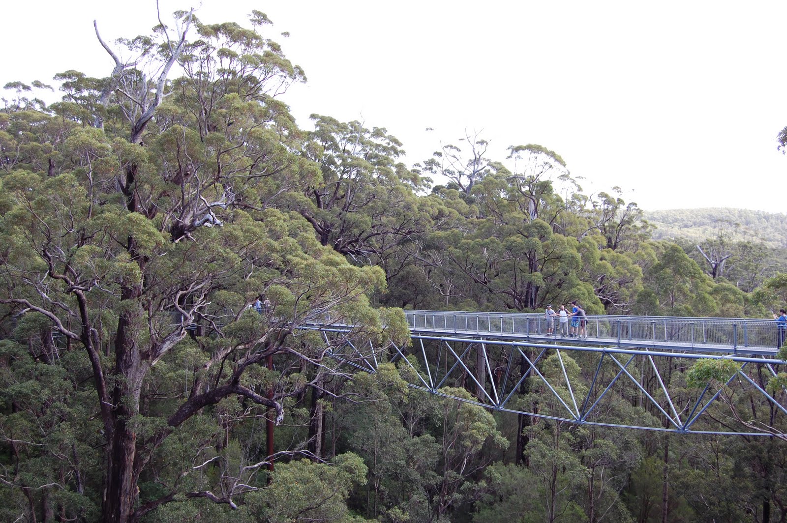 Tassie Twosome: Tree tops and Mountain Top