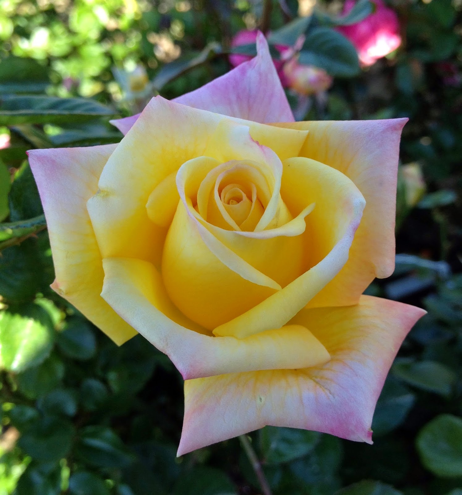Rose Hybridizing: Introducing 'Family Holiday'