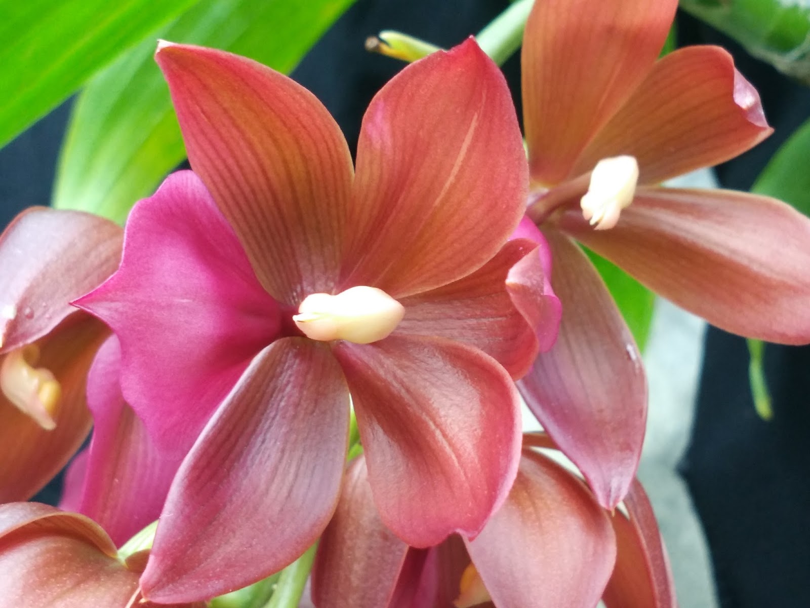 catasetum-ian: Cycnodes Wine Delight