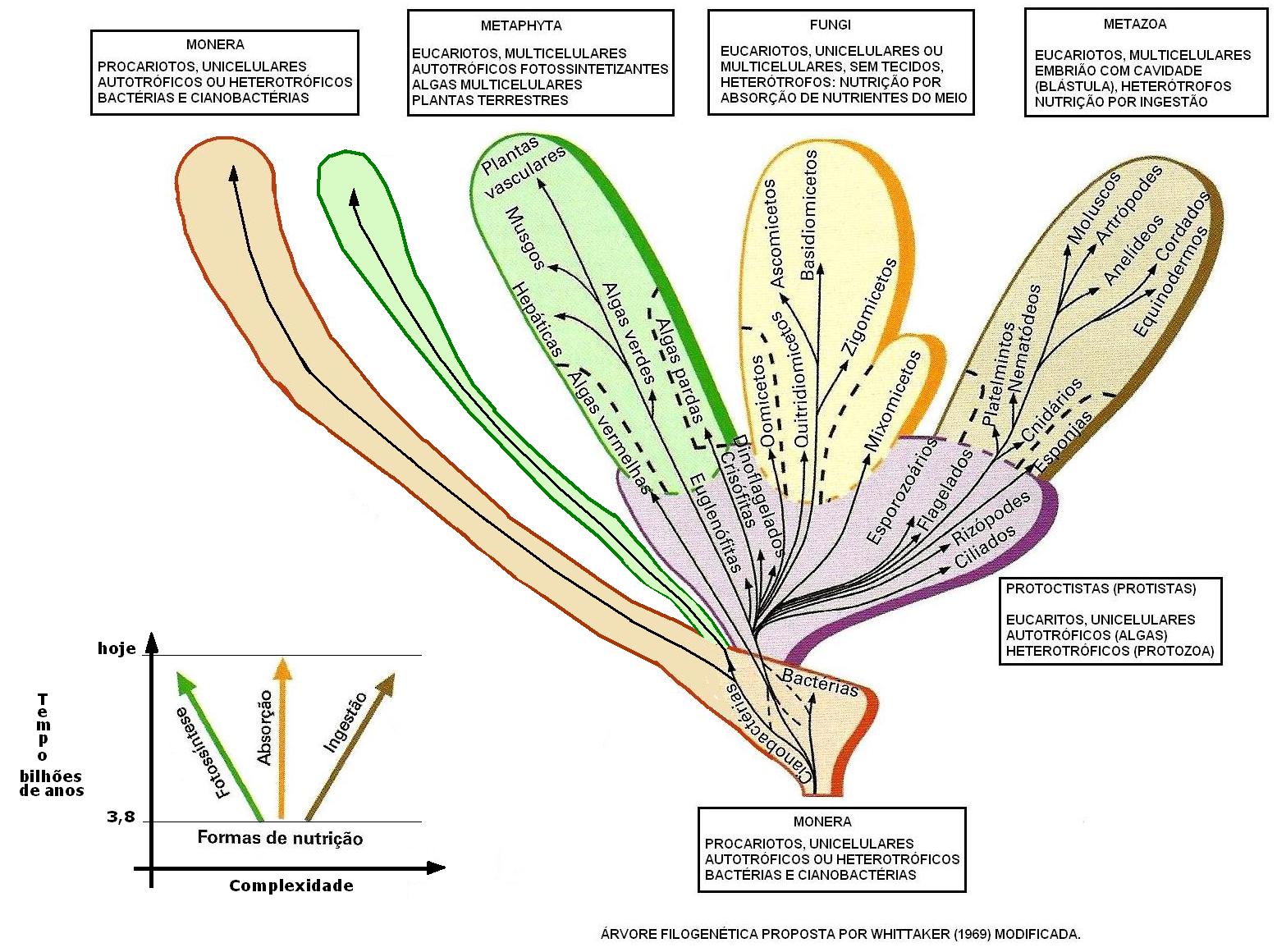 The Second Biologist: Cladograma