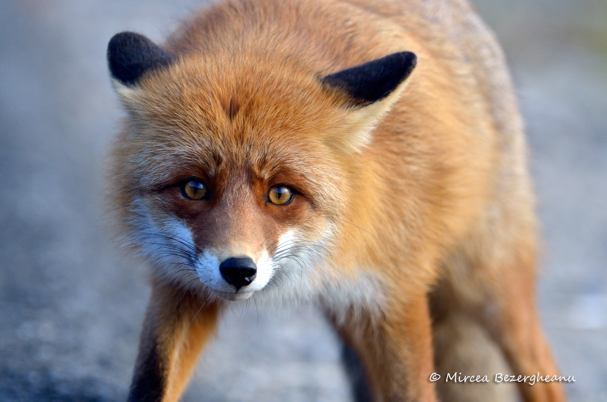 Gaita, Ticleanul si lacul Sf. Ana