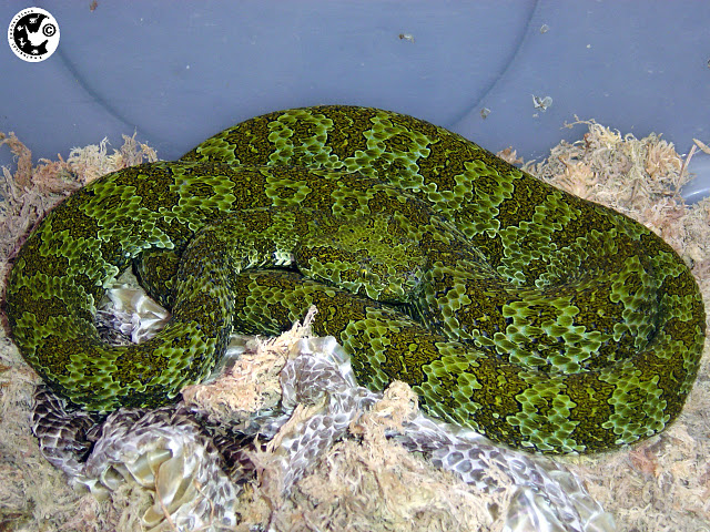 World Most Amazing Snakes In Photos | All Amazing