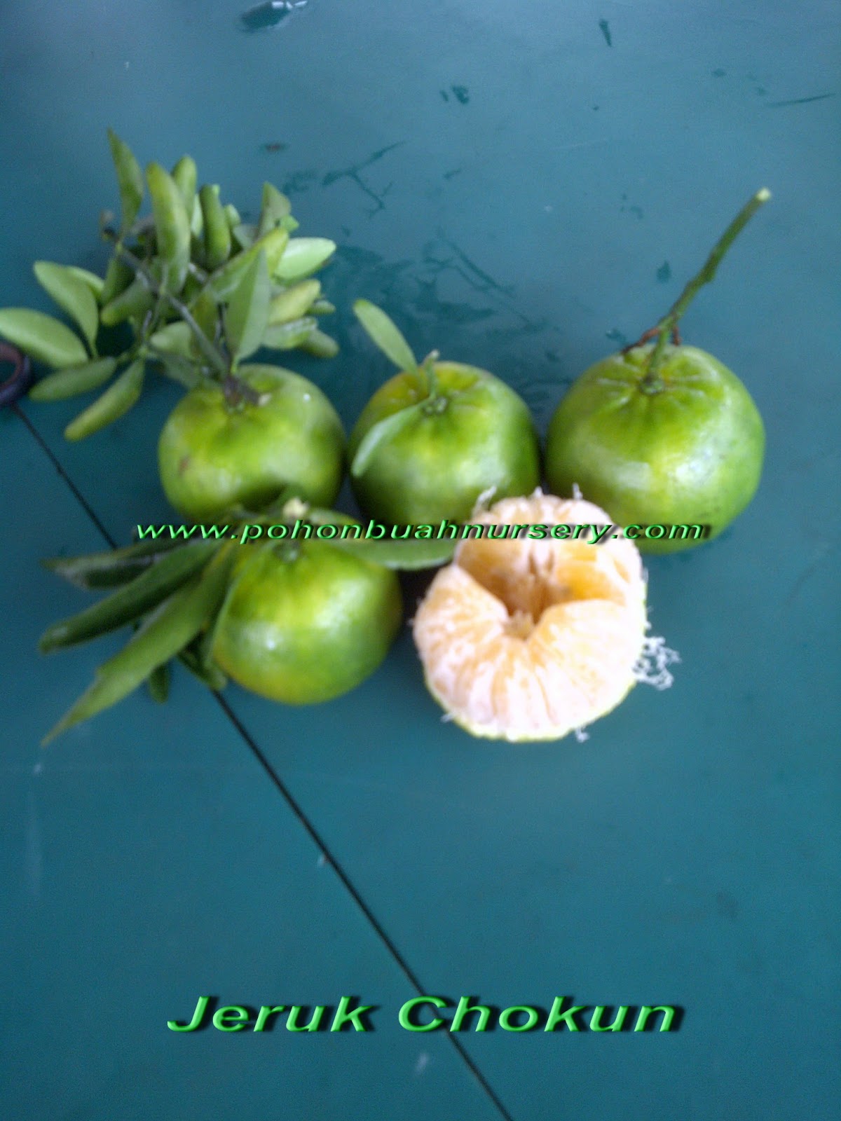 PBN: Jeruk Chokun