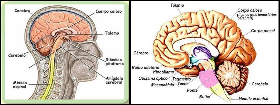 Sistema Nervioso Central Snc ~ Biopsicosalud