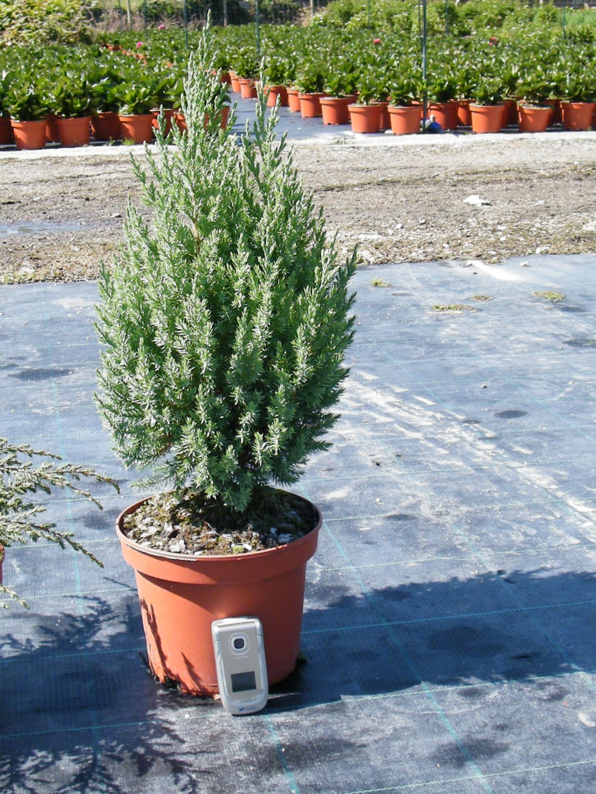 VIVERO GALIPLANT ORNAMENTAL S.L.: Juniperus chinensis 'Stricta'