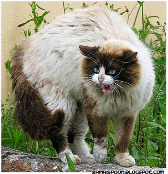 Foto Bila Kucing Buat Lawak ( Lucu Siot) ~ zamrispoon