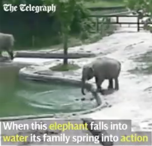 The Randy Report: Viral Video: Adult Elephants Jump Into Action When ...