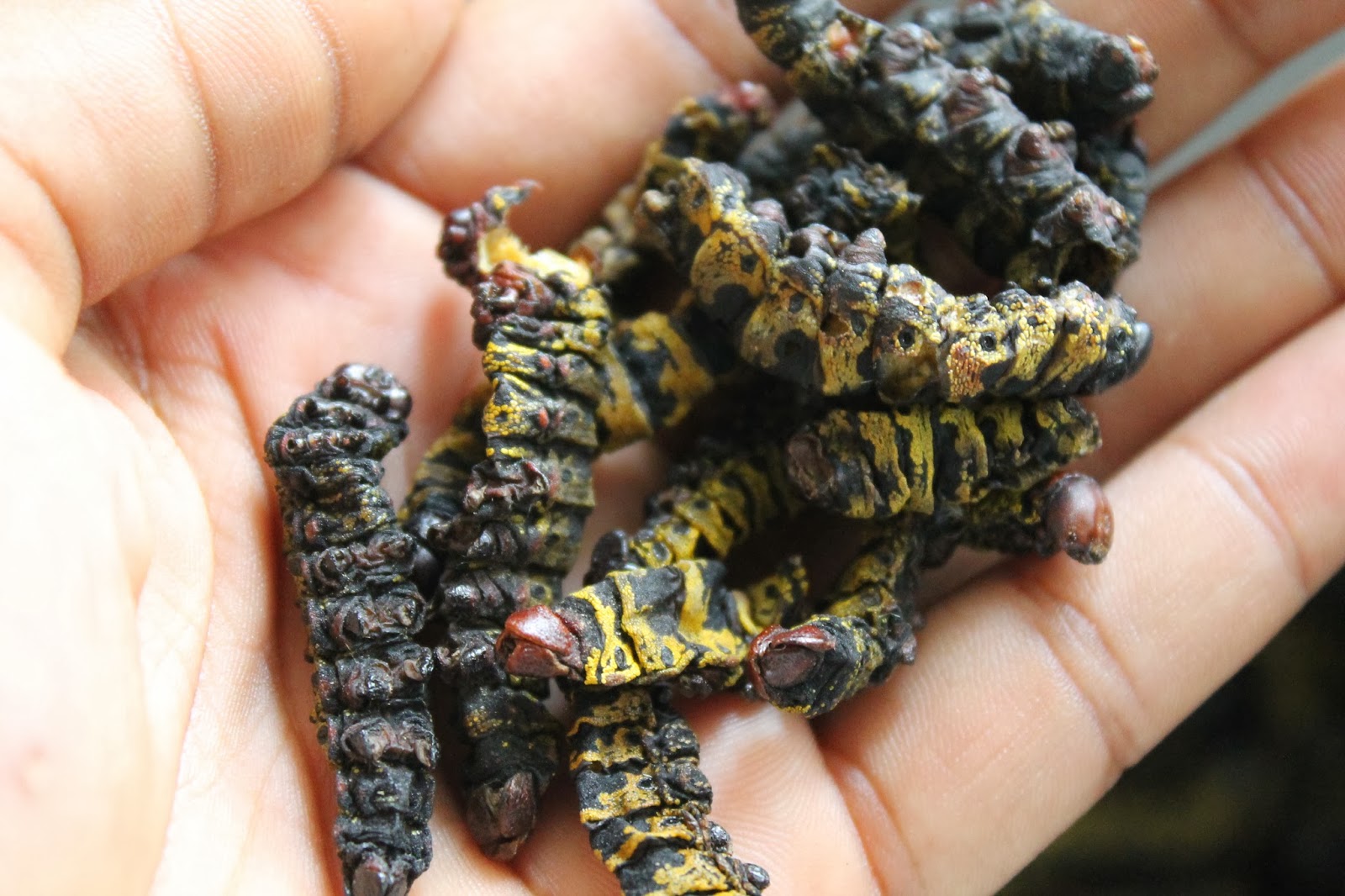 Douceurs Sauvages : A la découverte des Mbinzo [les incontournables]