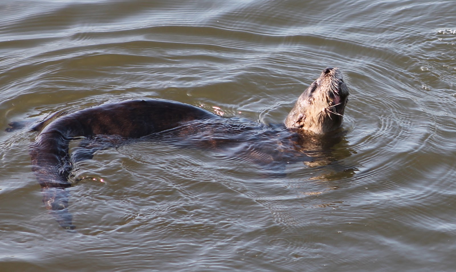 Ty and Ida On the Road: North along Florida's Gulf Coast