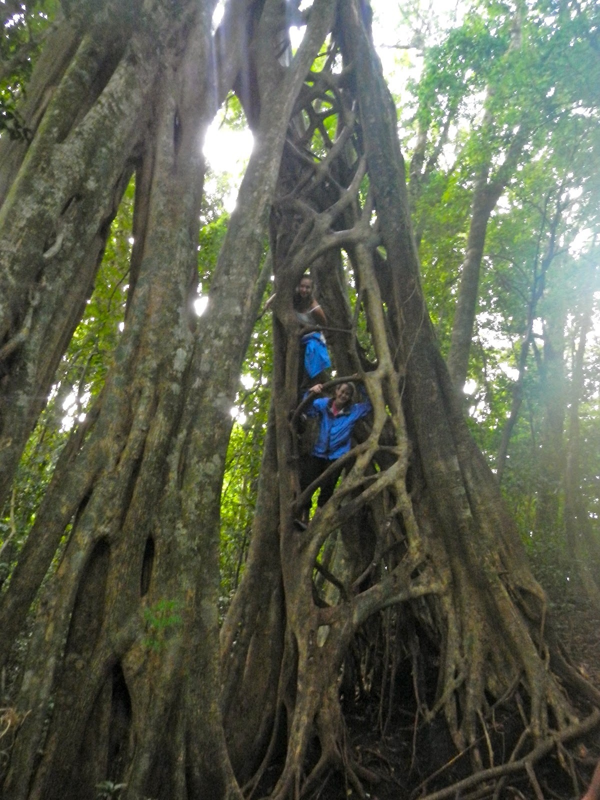 A day in the life...: Santa Elena: Cloud Forest Reserve/ Ficus Tree