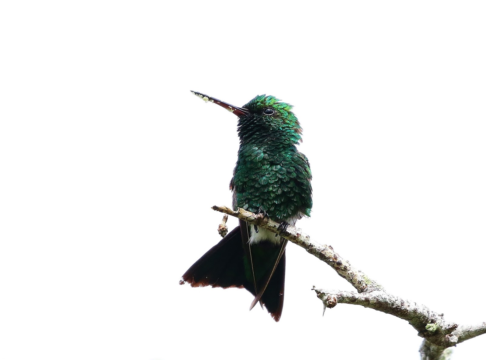 Nuestro bello mundo...: Excursion Paraguana, Edo. Falcon, tercer dia ...