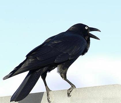 Imagenes del cuervo - Imagui