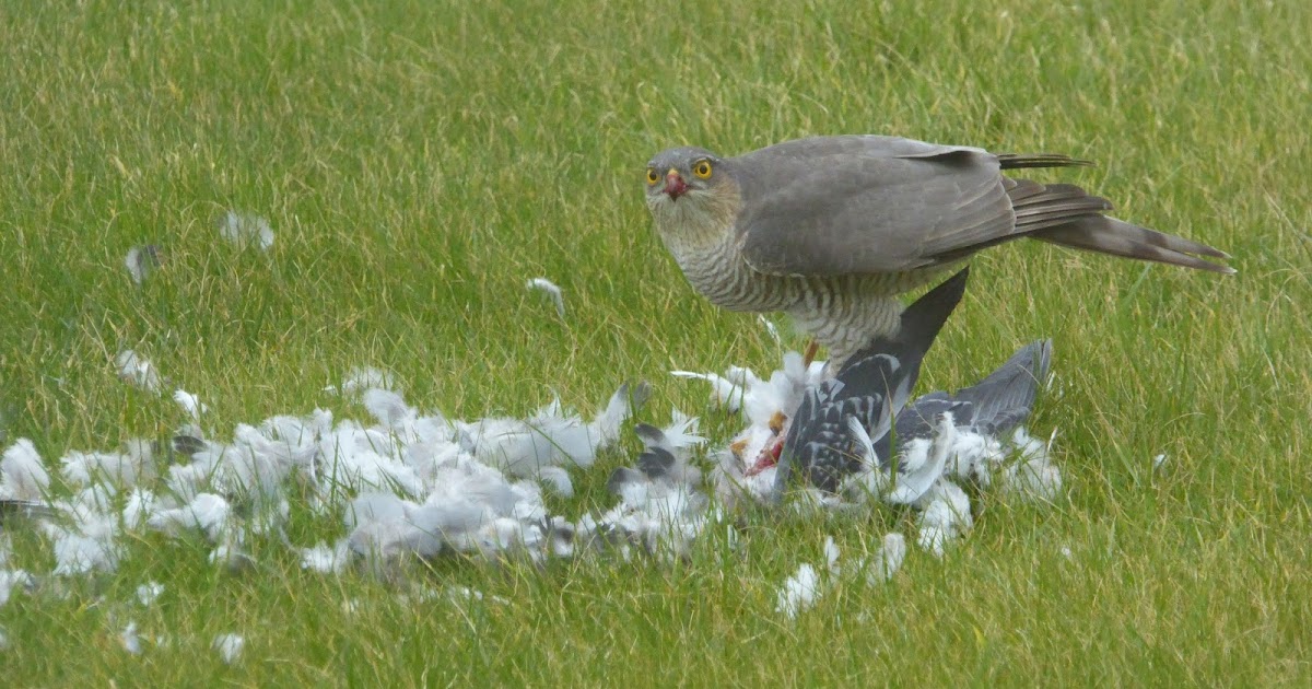 Ceredigion Birds: Lazarus