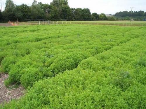 Planting Deep: Defend Your Pea Patch