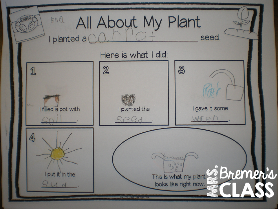 Kinder-garden- Learning About Plants and their Life Cycle | Mrs. Bremer ...