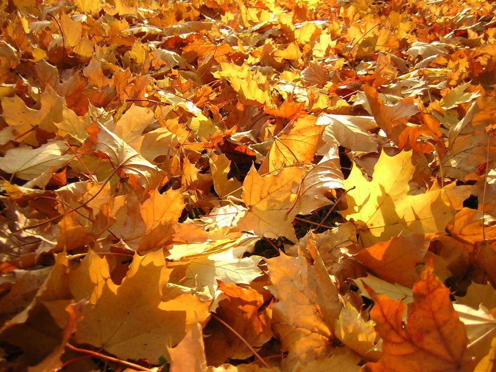 Describe The Perfect Autumn Day And What Activities You Enjoy PROMPTING ME TO WRITE Describe The Perfect Autumn Day And What Activities You Enjoy PROMPTING ME TO WRITE